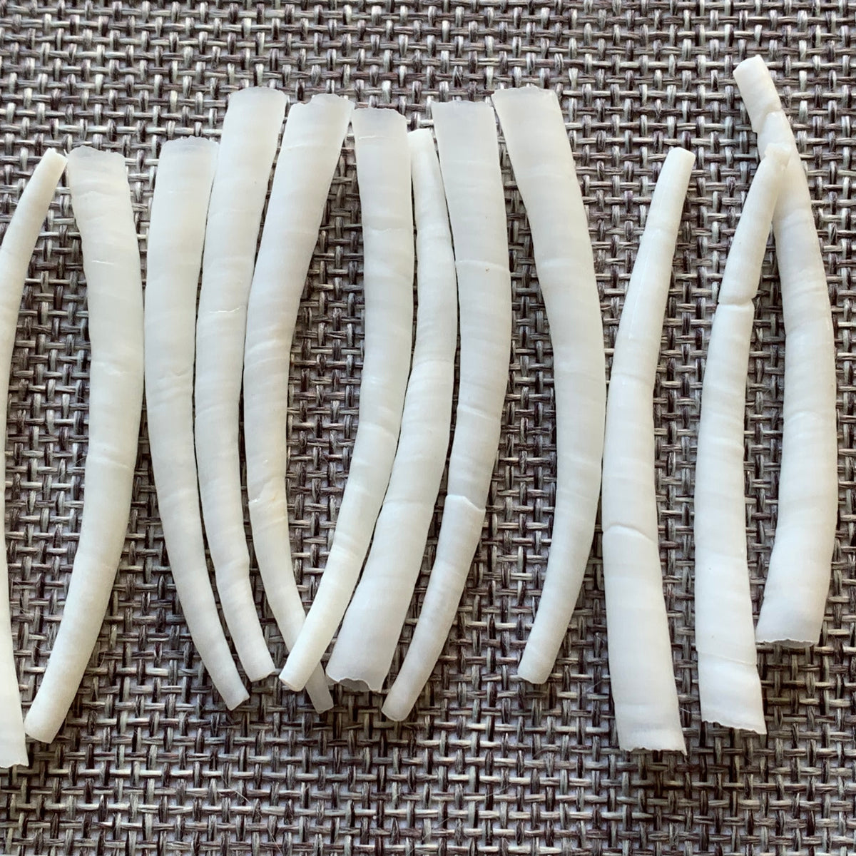 dentalium tooth shell