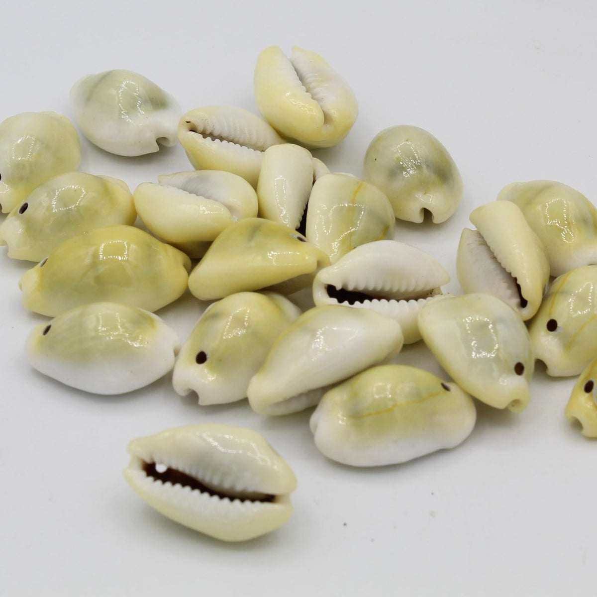 Cowrie Shells – Out West Beads